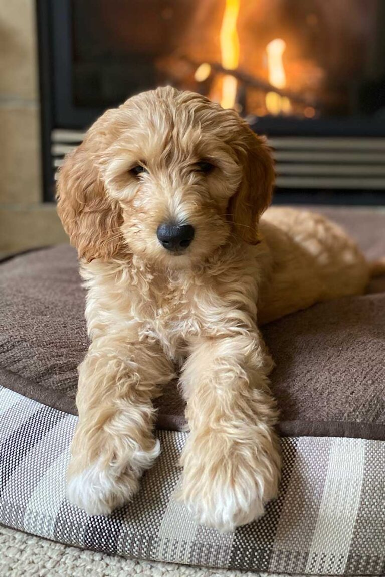 CJM Puppies | Premier Goldendoodle Breeder in Alberta | GANA Gold Member