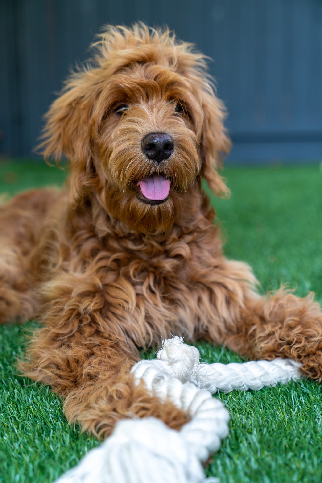 Ontario's Trusted Goldendoodle Breeder | CJM Puppies
