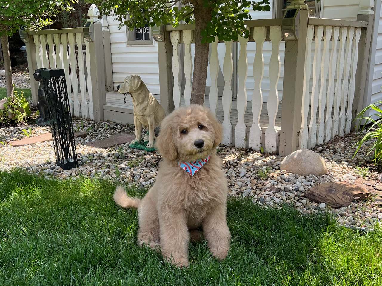 Ontario's Trusted Goldendoodle Breeder | CJM Puppies