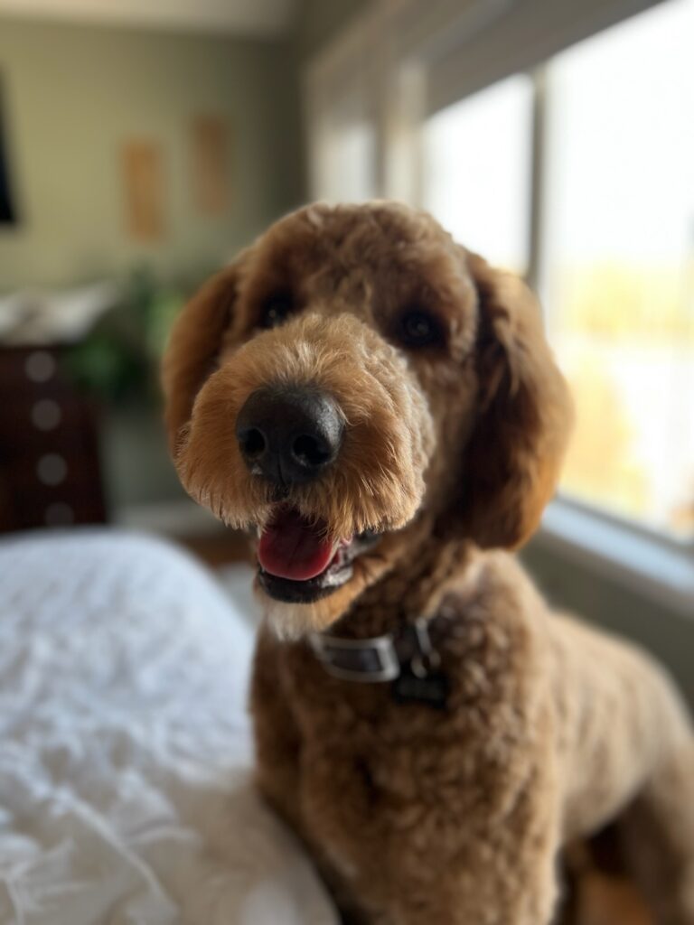 Alberta's Trusted Goldendoodle Breeder | CJM Puppies