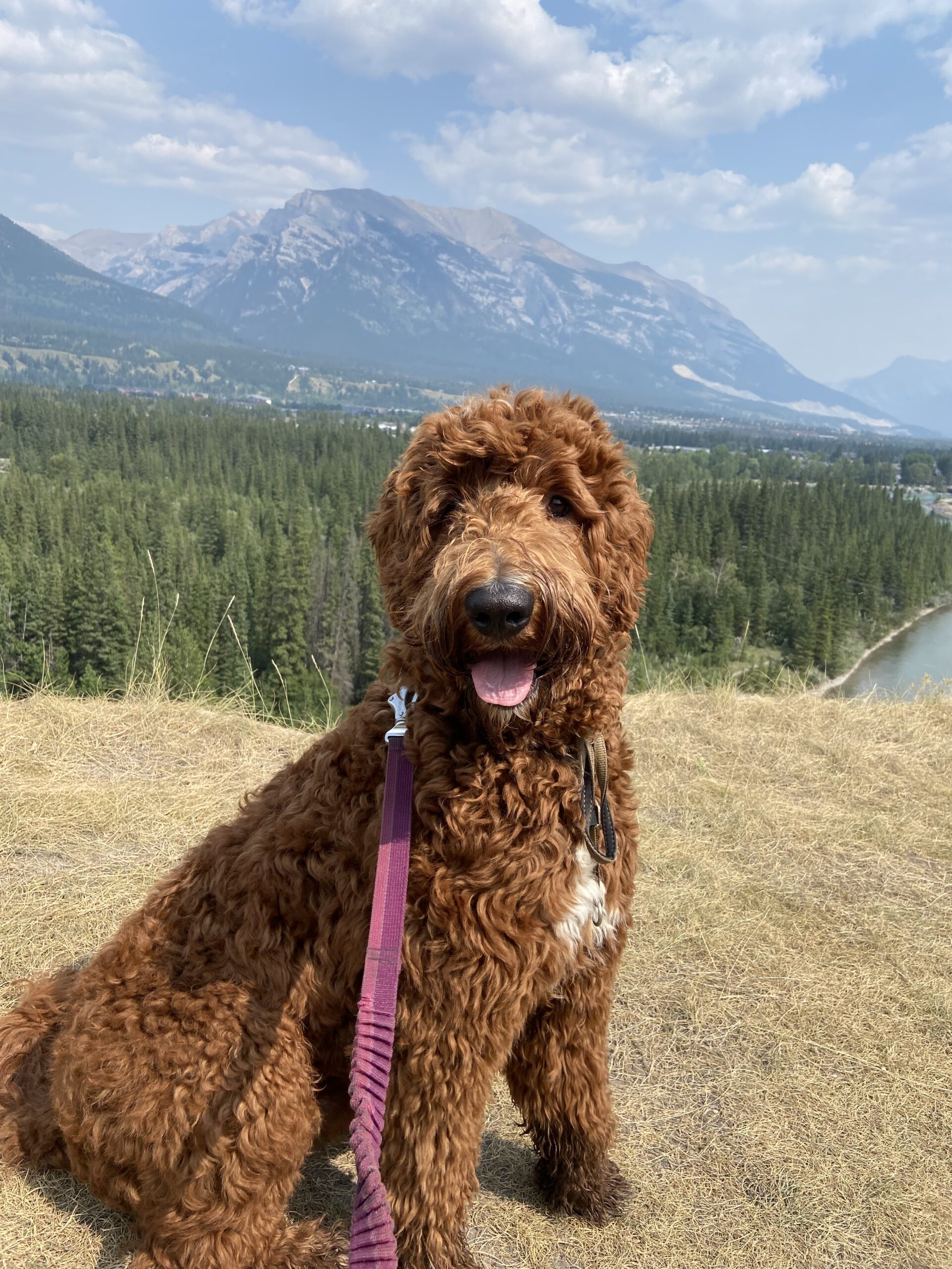 Ontario's Trusted Goldendoodle Breeder | CJM Puppies