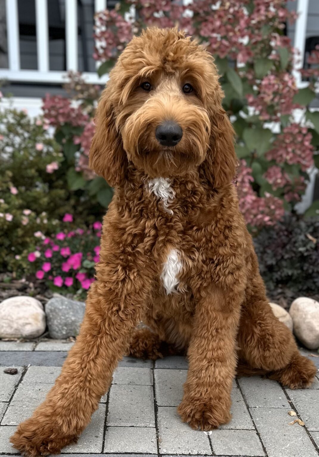 CJM Puppies | Premier Goldendoodle Breeder in Alberta | GANA Gold Member