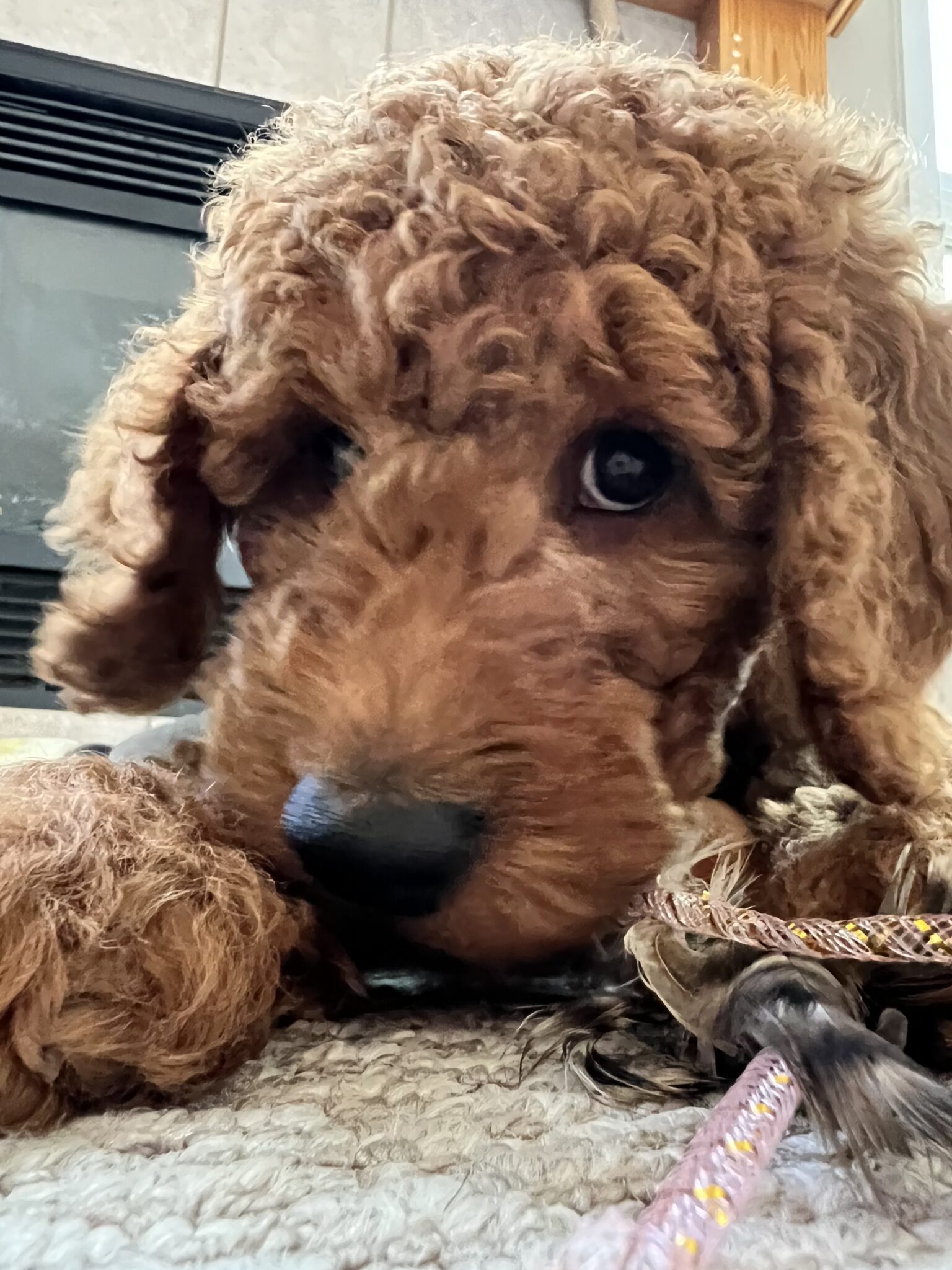Ontario's Trusted Goldendoodle Breeder | CJM Puppies