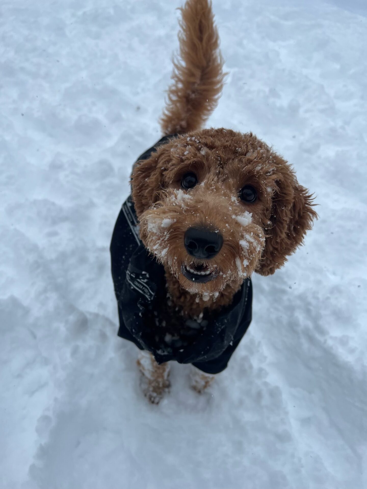 Ontario's Trusted Goldendoodle Breeder | CJM Puppies