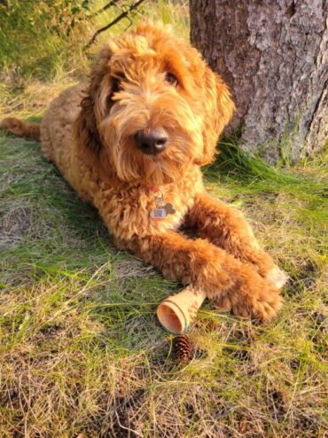 CJM Puppies | Premier Goldendoodle Breeder in Alberta | GANA Gold Member