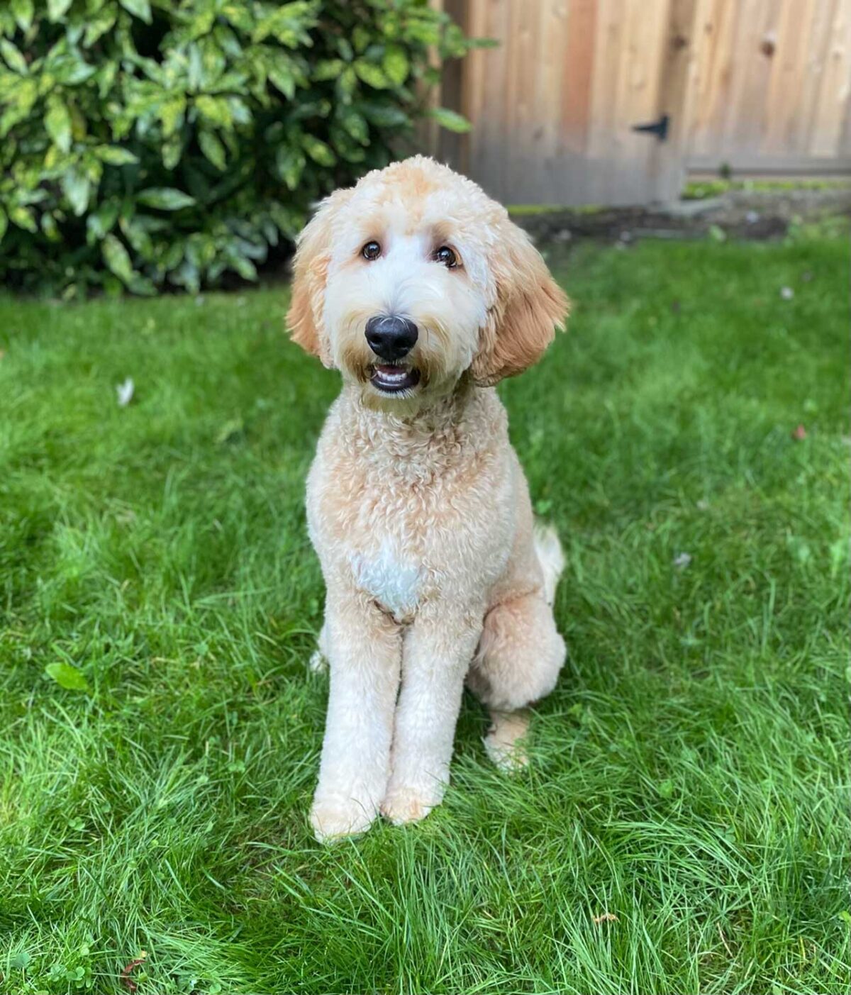 CJM Puppies | Premier Goldendoodle Breeder in Alberta | GANA Gold Member