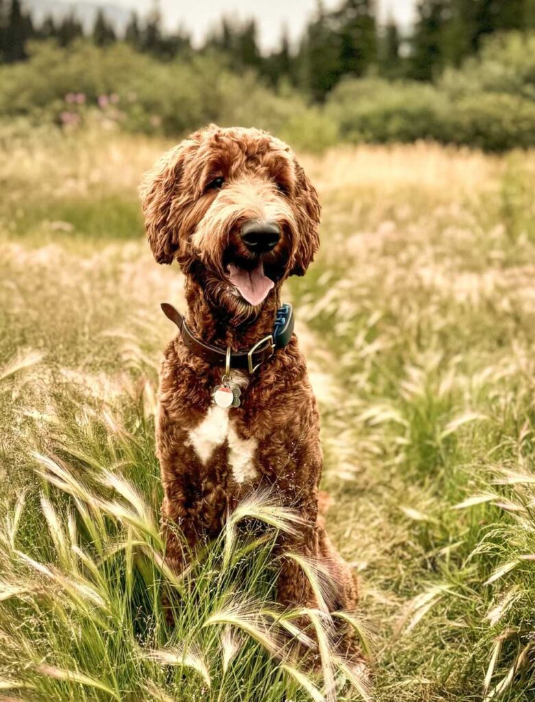 CJM Puppies | Premier Goldendoodle Breeder in Alberta | GANA Gold Member